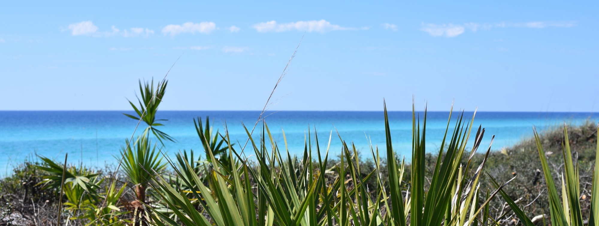 The Moats Group - Seacrest - Premier Property Group